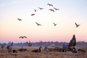 Top 5 goose-hunting secrets • Outdoor Canada