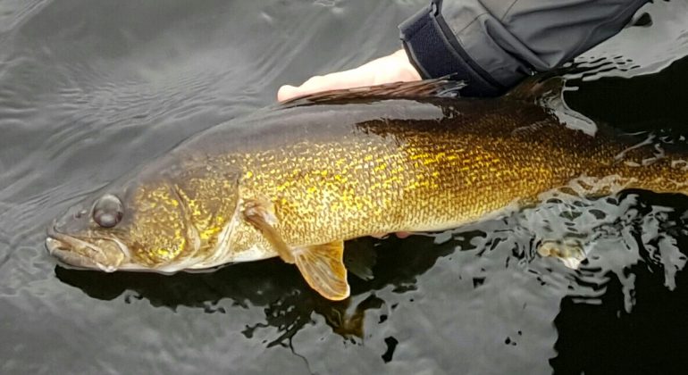 Catching Walleye with the Spin and Swim Tactic • Outdoor Canada