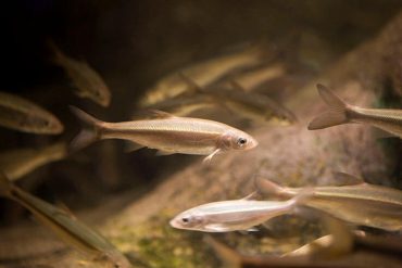 4 Ways to Rig Up a Minnow • Outdoor Canada