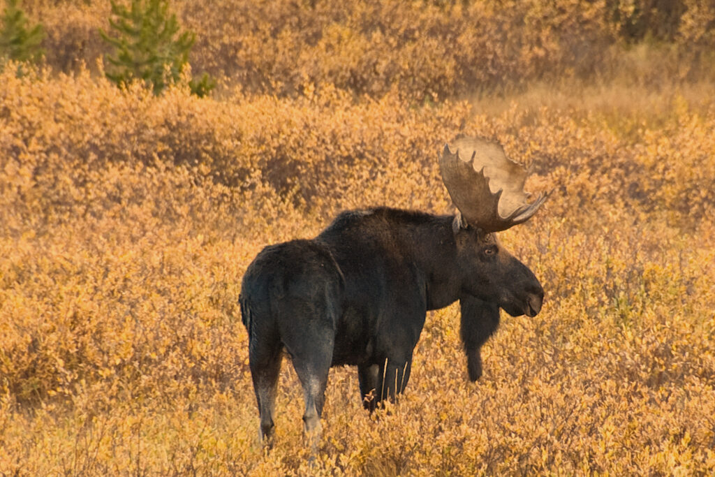 How to completely mess up your fall moose hunt • Outdoor Canada
