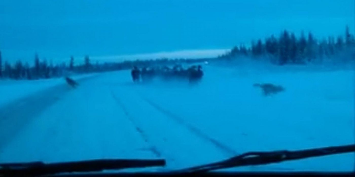 Taxi passenger captures video of wolves trying to take down bison in N ...