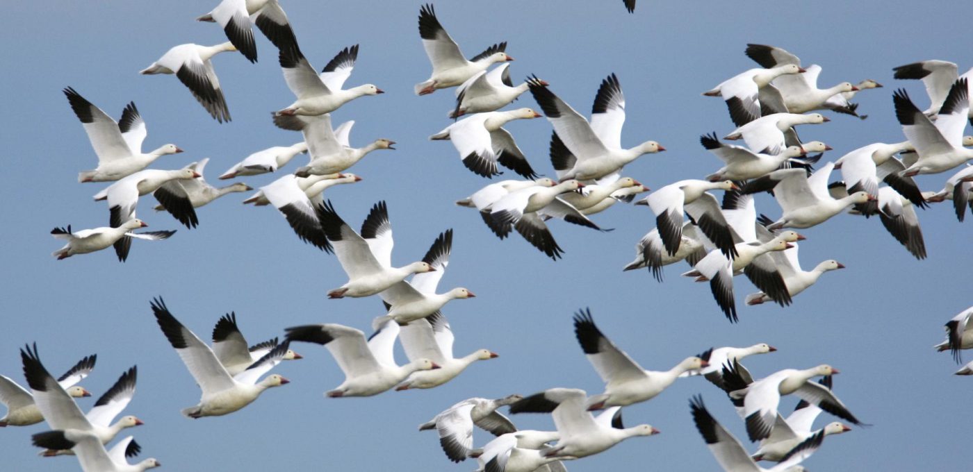 Fall goose spreads • Outdoor Canada