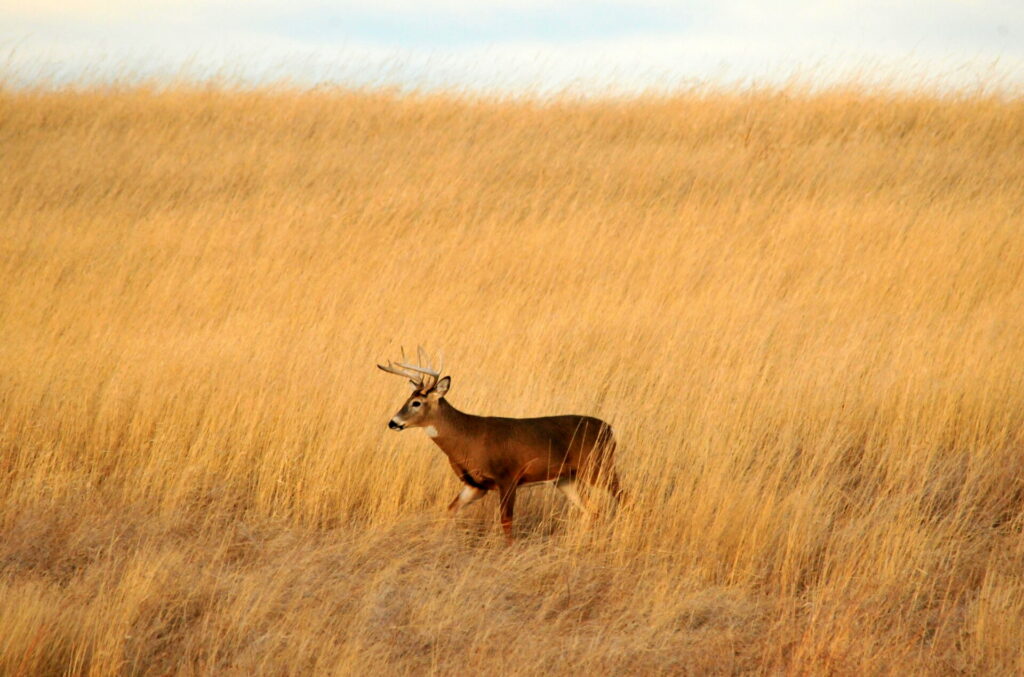 25 deer-hunting lessons from 25 years of pursuing big bucks • Page 3 of ...