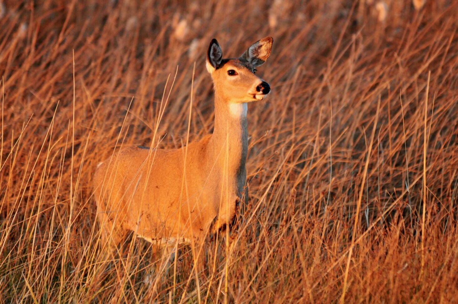 25 deer-hunting lessons from 25 years of pursuing big bucks • Page 4 of ...