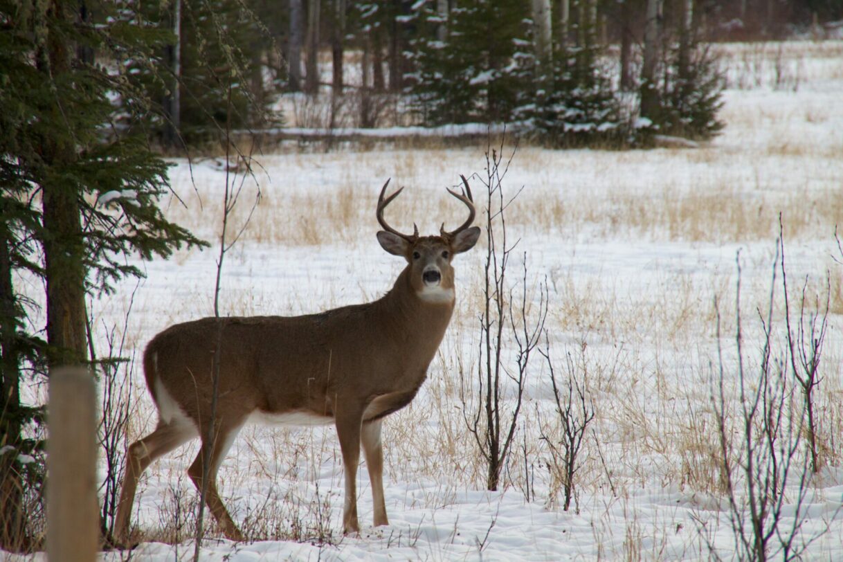 25 deer-hunting lessons from 25 years of pursuing big bucks • Page 4 of ...