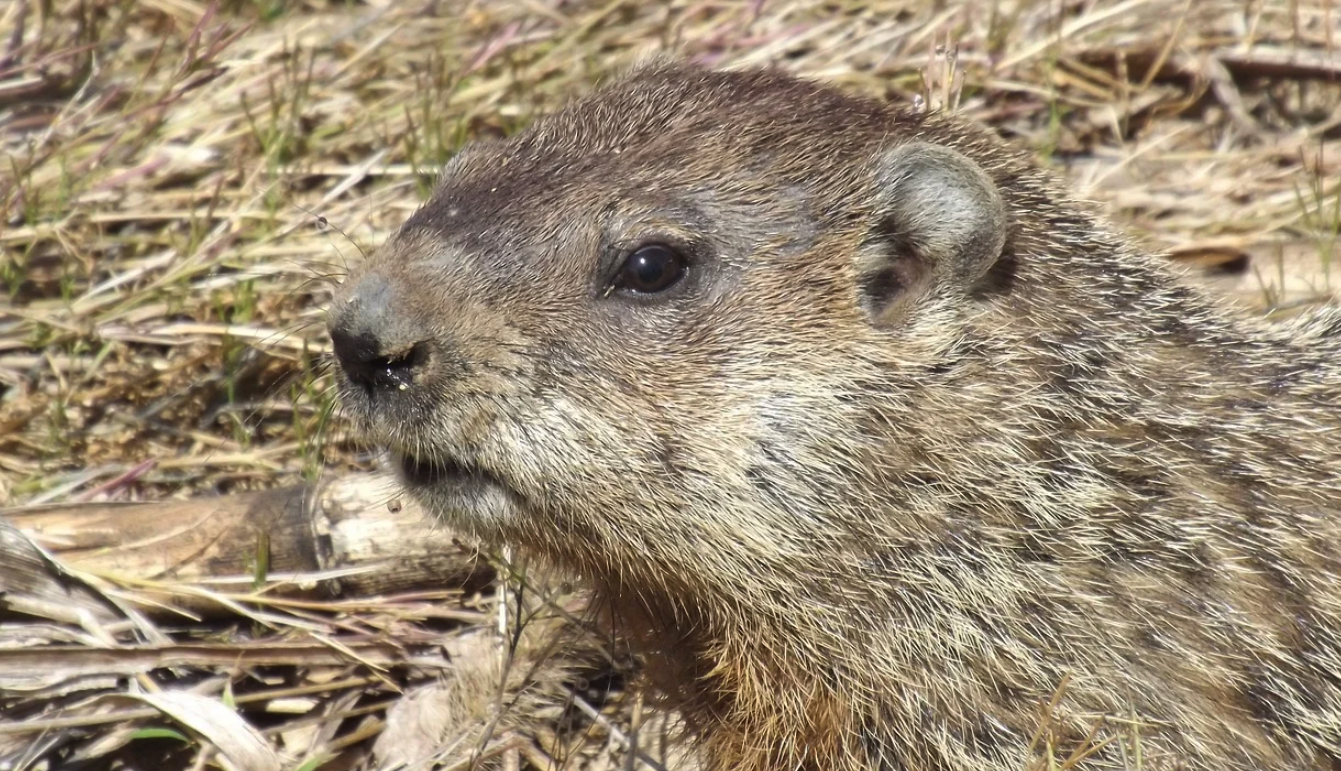 How to hunt groundhogs—everything you need to know • Outdoor Canada