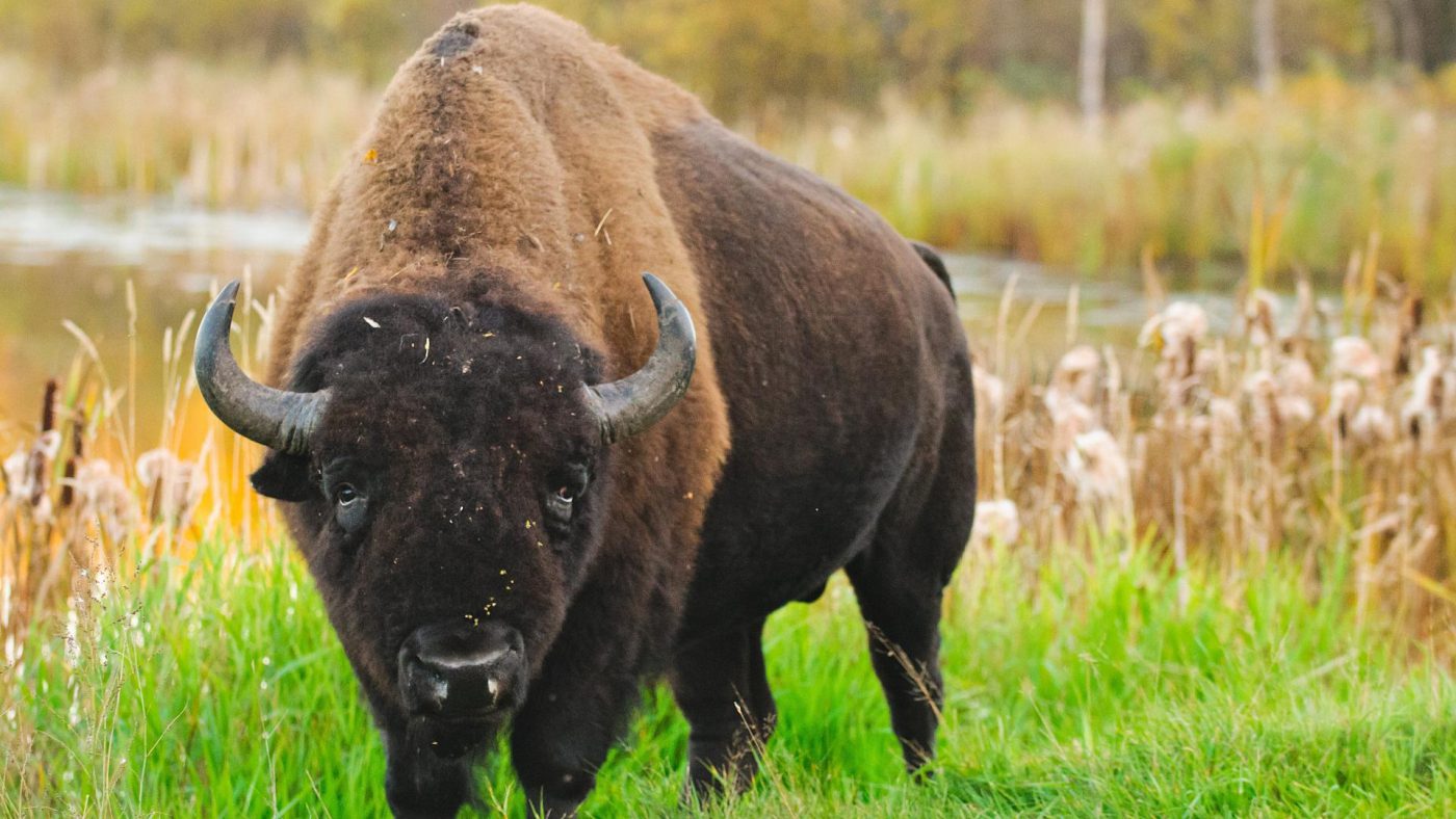 Why the pitfalls outweigh the benefits of Banff National Park’s buffalo ...
