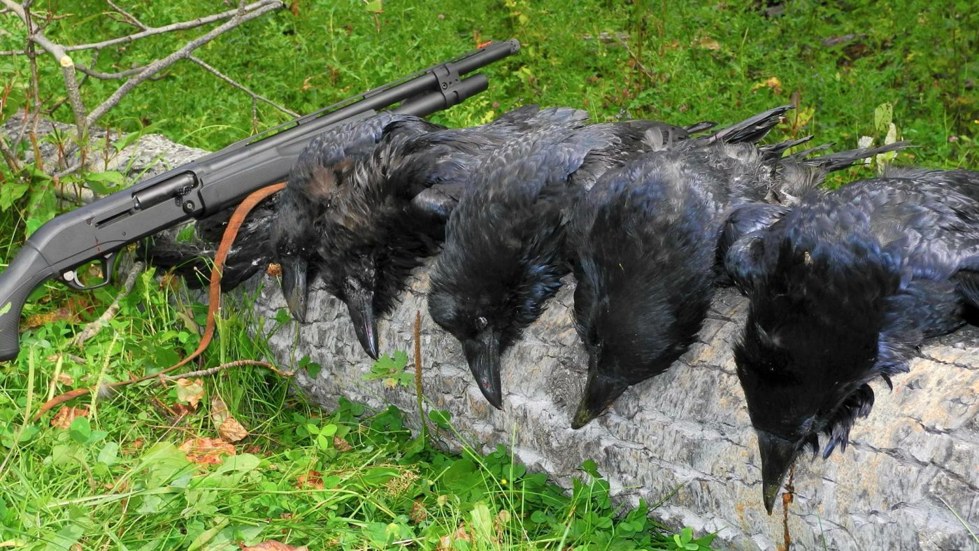 Want to practise wingshooting while helping Western farmers? Try ...