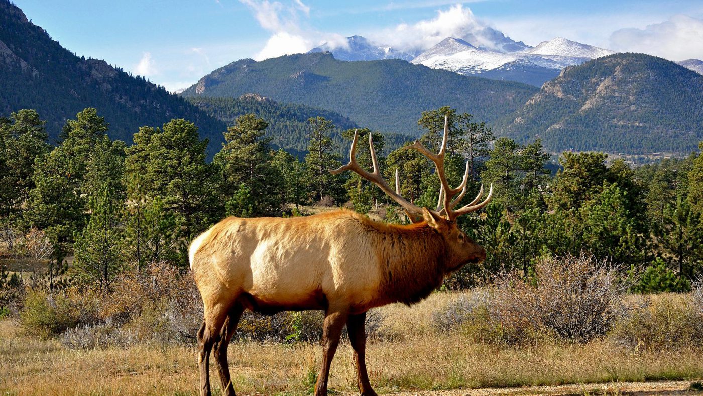 Western hunting forecast 2016: This year’s top spots to tag out on big ...