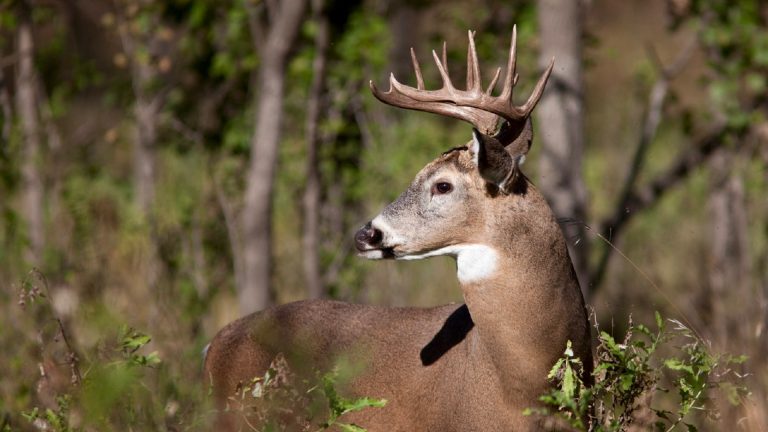 6 Incredible Pro Secrets for Patterning Big Bucks This Fall • Outdoor ...