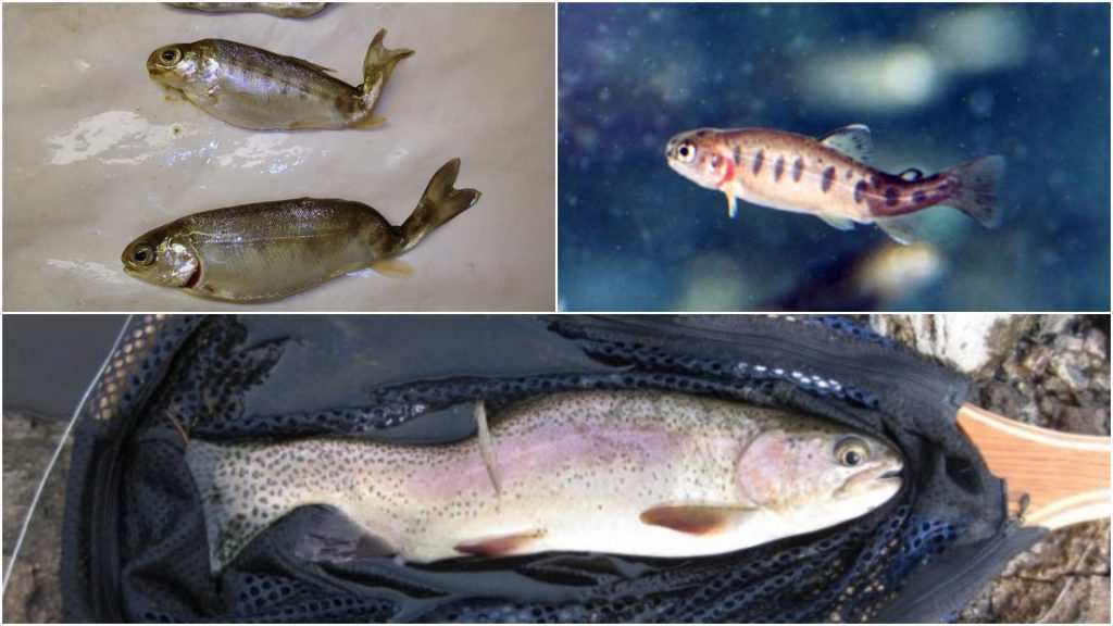 Whirling disease found in Alberta's Upper Bow River • Outdoor Canada