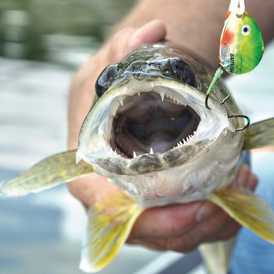 Why you’ve got to try fishing for goldeye this spring • Outdoor Canada