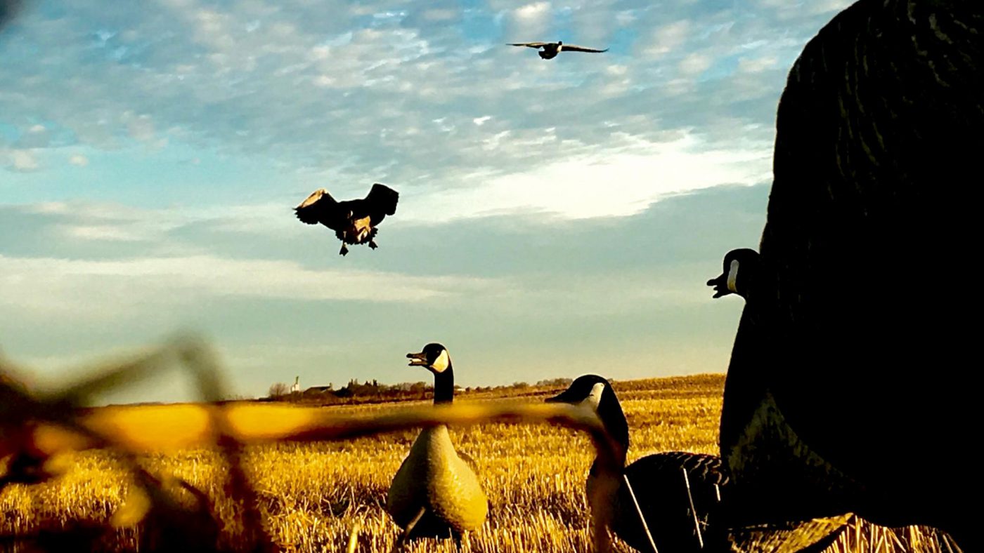 These field scouting tips will help you bag more ducks and geese this ...