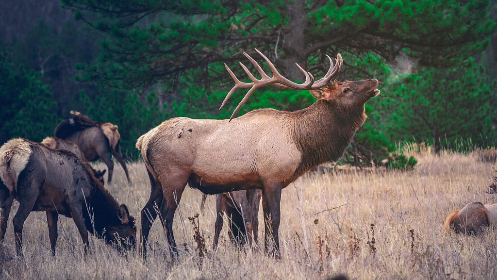 Trophy elk: Everything you need to know about calling—and listening to ...