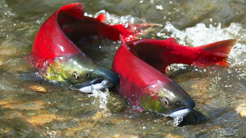 Blue Fish Radio: How Well Do You Know Canada's Fish Species? • Outdoor ...