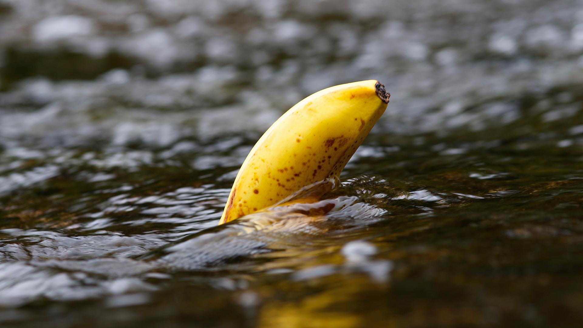 Why anglers should never, ever bring bananas on a boat • Outdoor Canada