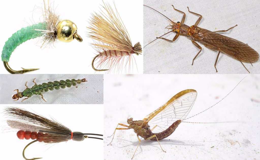Catch trout all across Canada by imitating these 3 delicious insects ...