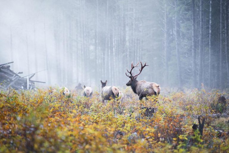 Must see: 13 awe-inspiring images of life in the Canadian outdoors ...