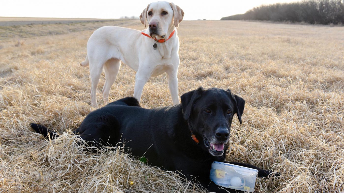 How geocaching can help your hunting dog stay sharp in the summer ...
