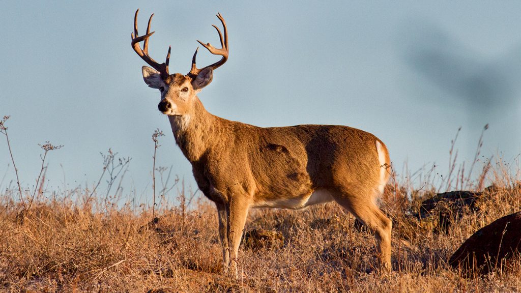7 crucial steps for hunting the very biggest trophy whitetails ...