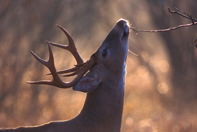 Decoding Deer Scrapes • Outdoor Canada