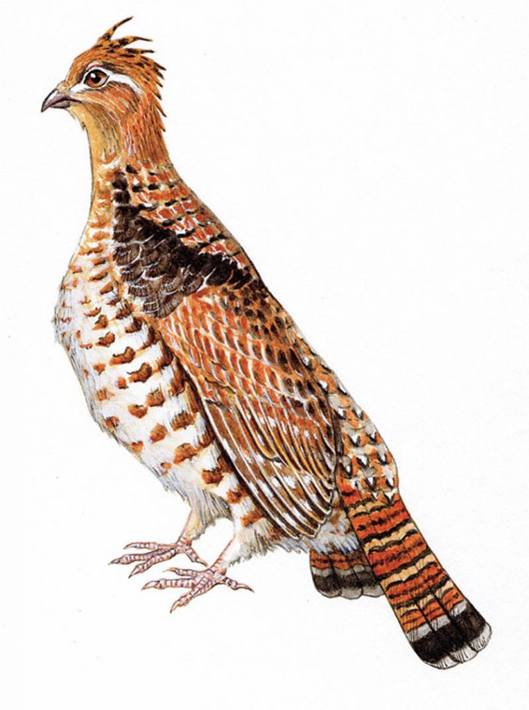 A Guide to Hunting Grouse • Outdoor Canada