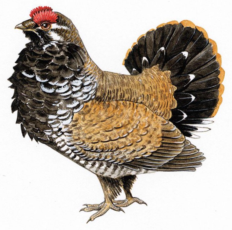 A Guide to Hunting Grouse • Outdoor Canada