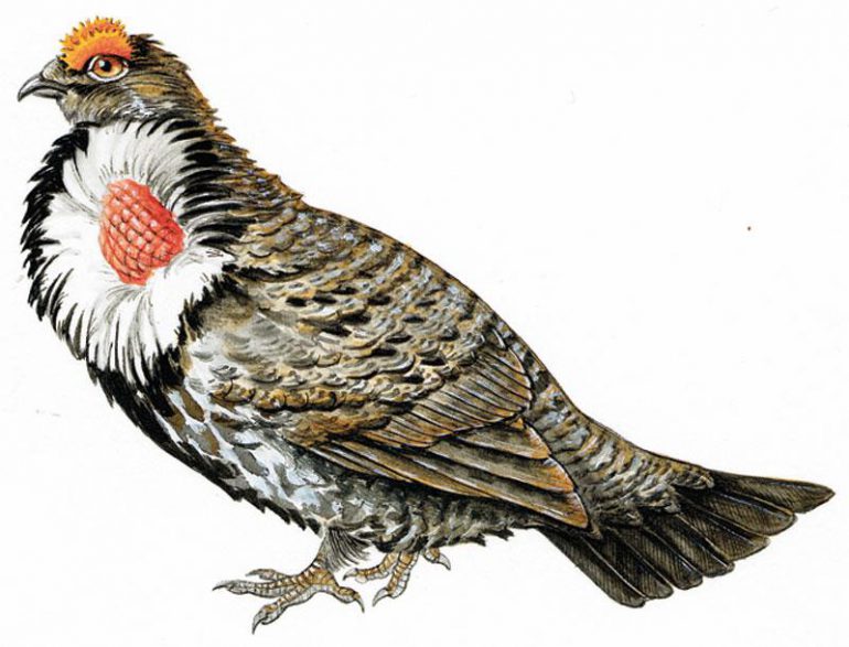 A Guide to Hunting Grouse • Outdoor Canada