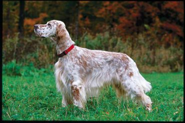 The 5 Best Hunting-dog Breeds • Outdoor Canada