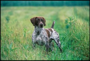 The 5 Best Hunting-dog Breeds • Outdoor Canada