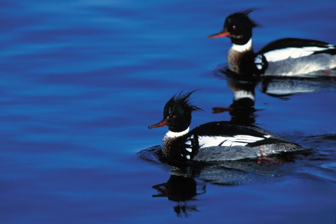 Sea ducks in February • Outdoor Canada