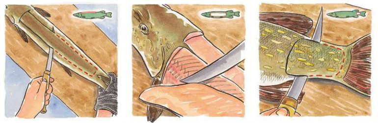 How to fillet a pike • Outdoor Canada