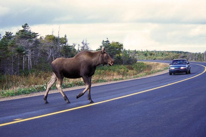 What you should know about Newfoundland moose • Outdoor Canada
