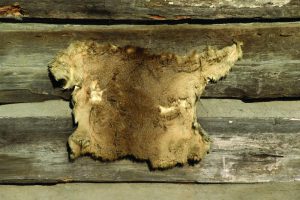 How to preserve a deer hide • Outdoor Canada