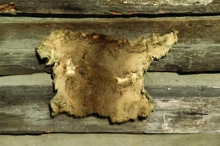How to preserve a deer hide • Outdoor Canada