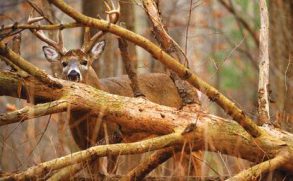 How to hunt the wariest deer in the woods • Outdoor Canada