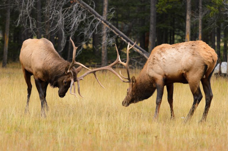 How, why, and when Canada's antlered game use their headgear • Outdoor ...