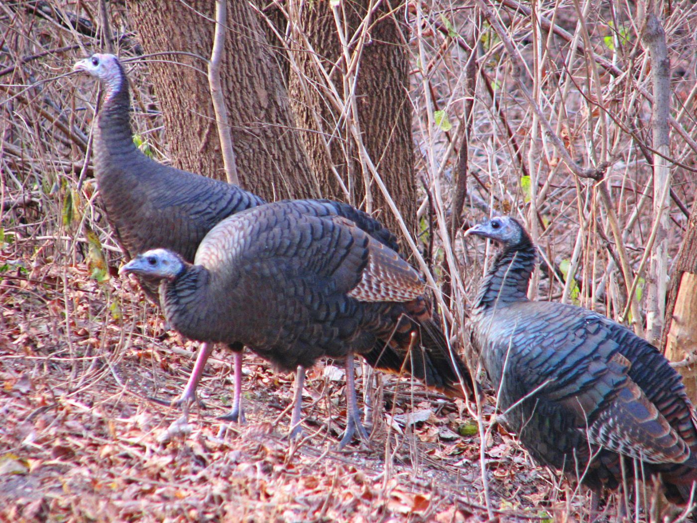 Must-know setup for arrowing a turkey • Outdoor Canada