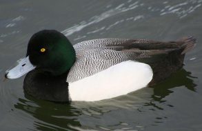10 Canadian Duck Species—Other Than Mallards—You Should Set Your Sights ...