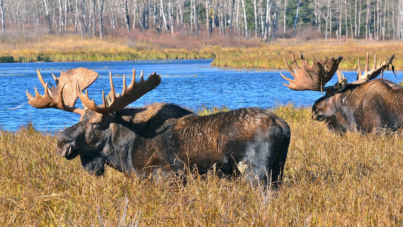 How unregulated hunting is putting Canada’s moose at risk • Outdoor Canada