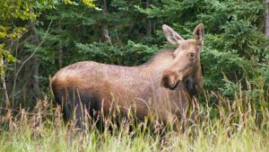 Early-season Moose: Where and When to Find Them • Outdoor Canada