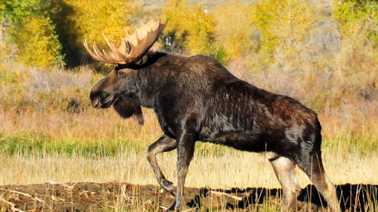 Early-season Moose: Where and When to Find Them • Outdoor Canada