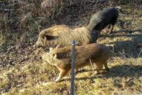 Why It’s a Great Time for Canadian Hunters to Go Hog Wild • Outdoor Canada