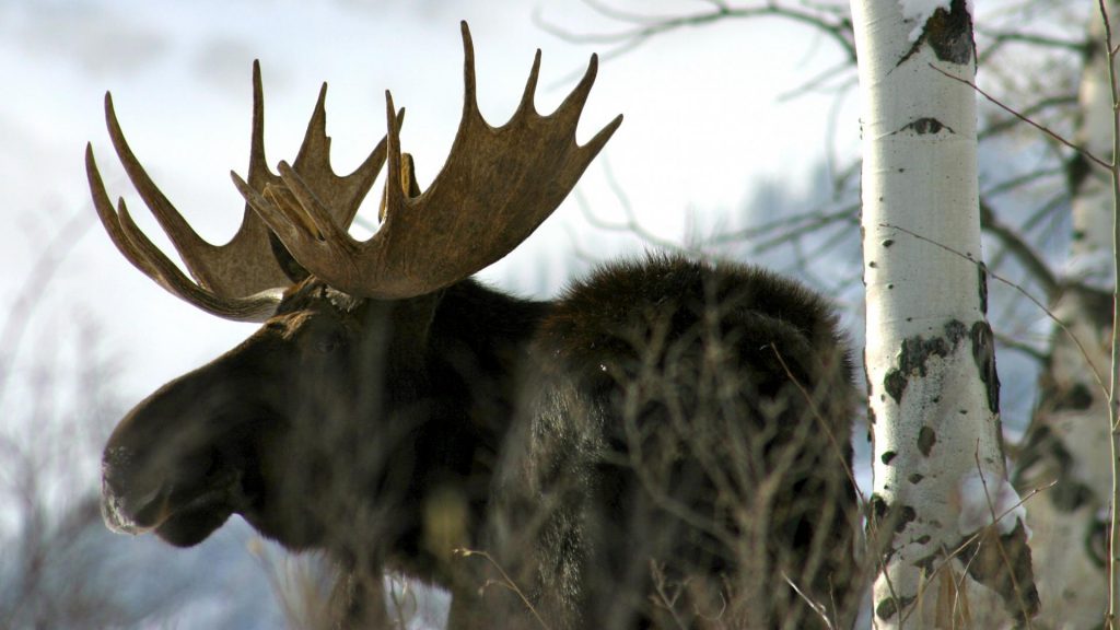 The best cartridges and bullets for toppling big moose • Outdoor Canada