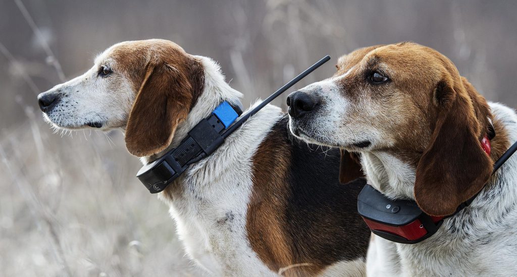 How e-collars can help track and train hunting dogs • Outdoor Canada
