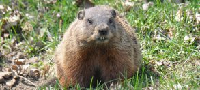 How to hunt groundhogs—everything you need to know • Outdoor Canada