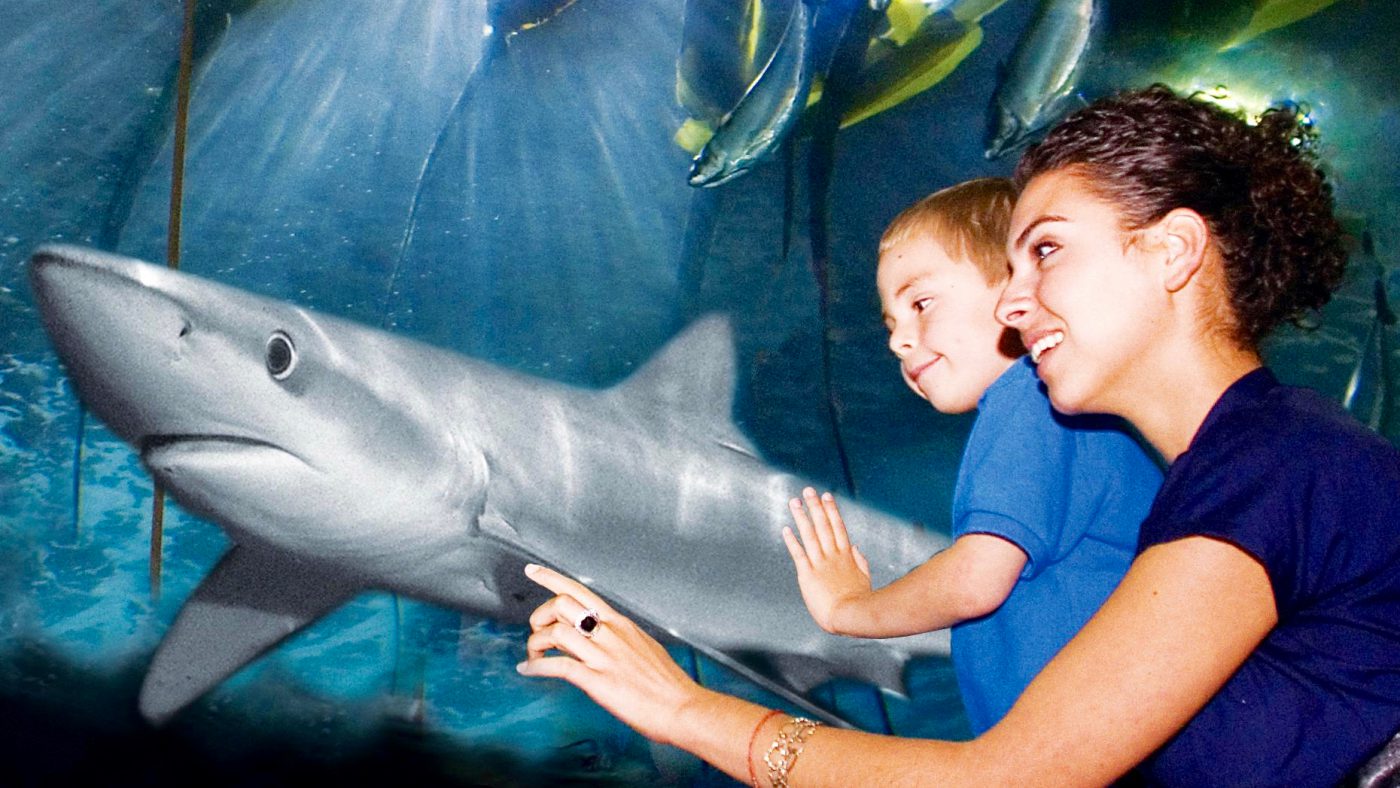 Blue Fish Radio: Showing Kids the Magic of the Marine Ecosystem ...