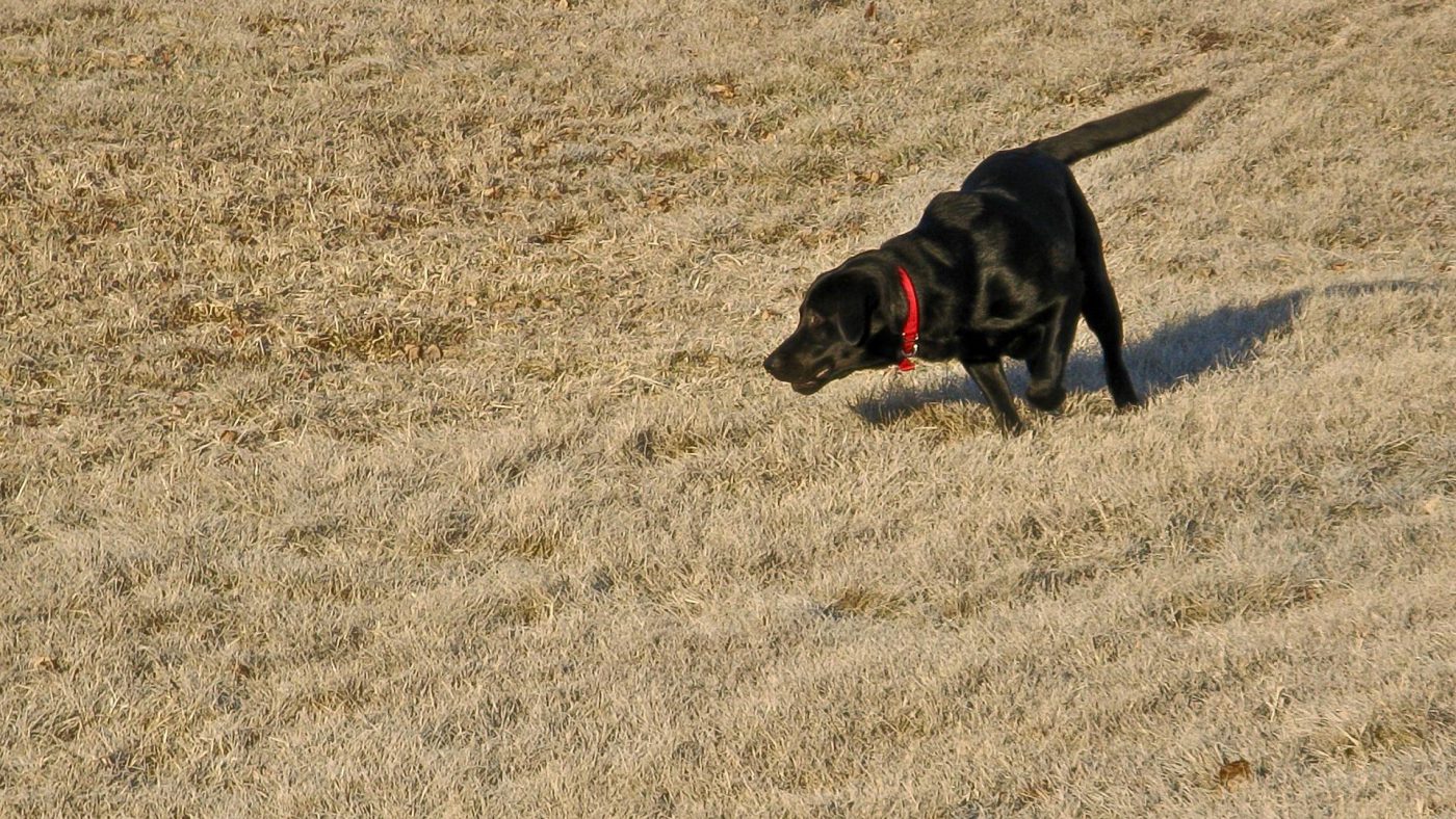 Feather Finding: 3 Key Steps for Training Your Upland Flushing Dog ...