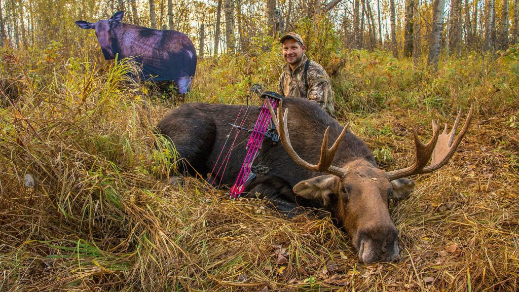 Bull Moose Hanging Up? Try Using a Life-sized Cow Decoy • Outdoor Canada