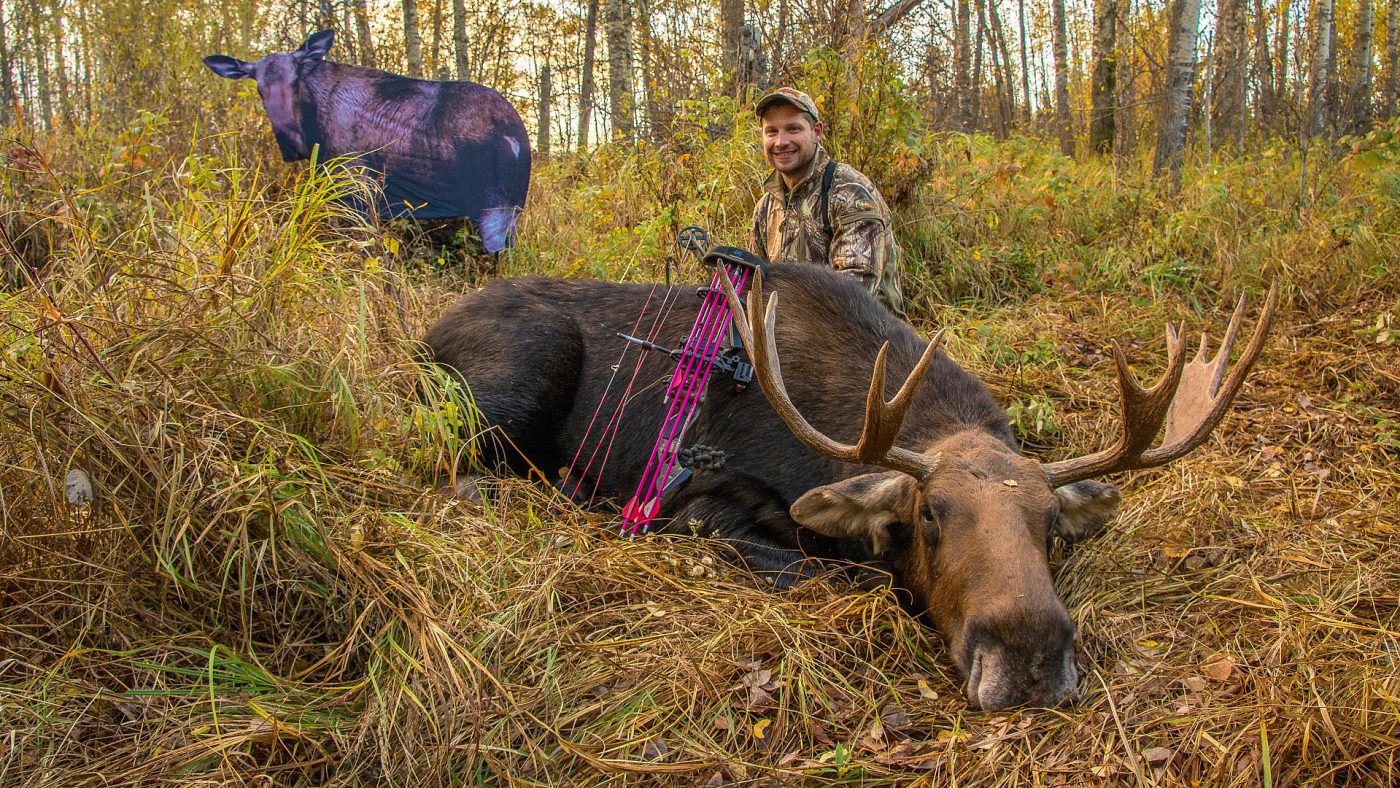 Bull Moose Hanging Up? Try Using a Life-sized Cow Decoy • Outdoor Canada